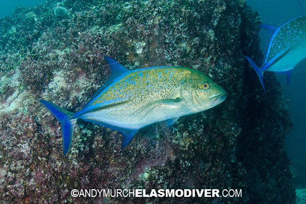 Bluefin Trevally pictures - images of Caranx melampygus